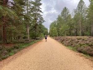 101 Things to do in Bournemouth – Moors Valley Country Park – Jane's ...