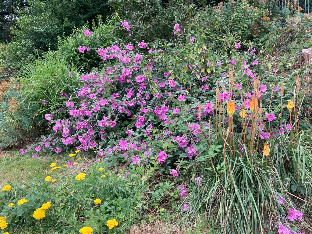 101 Things to do in Bournemouth – Boscombe Chine Gardens – Jane's ...