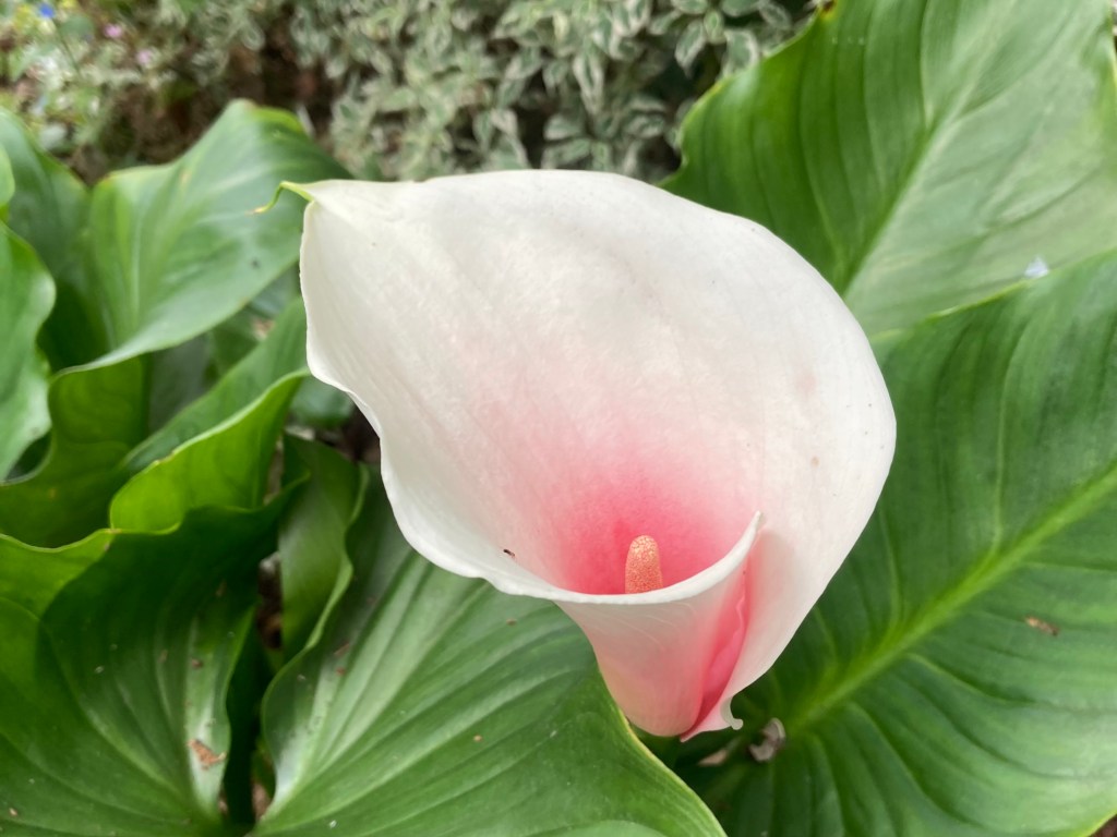 101 Things to do in Bournemouth – Boscombe Chine Gardens – Jane's ...