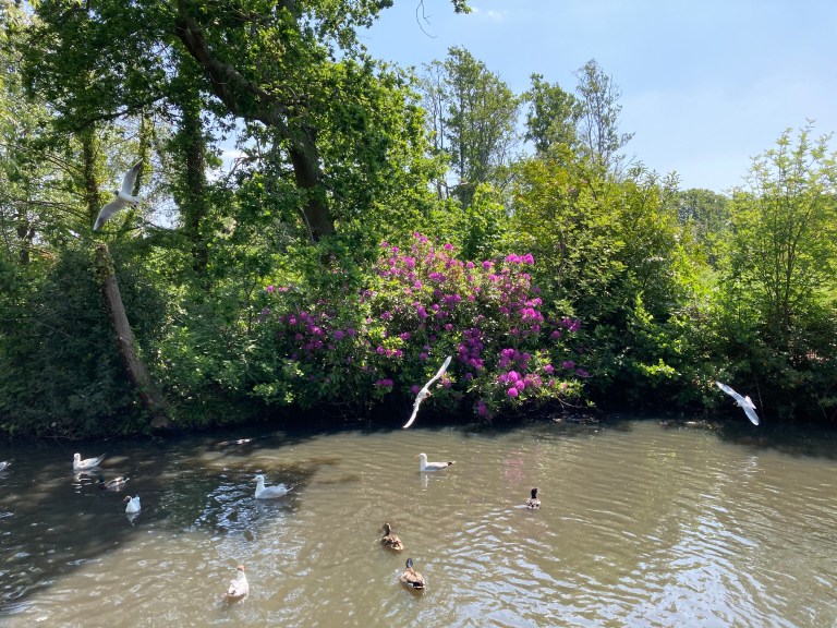 101 Things to do in Bournemouth – Poole Park – Jane's Midlife Journey