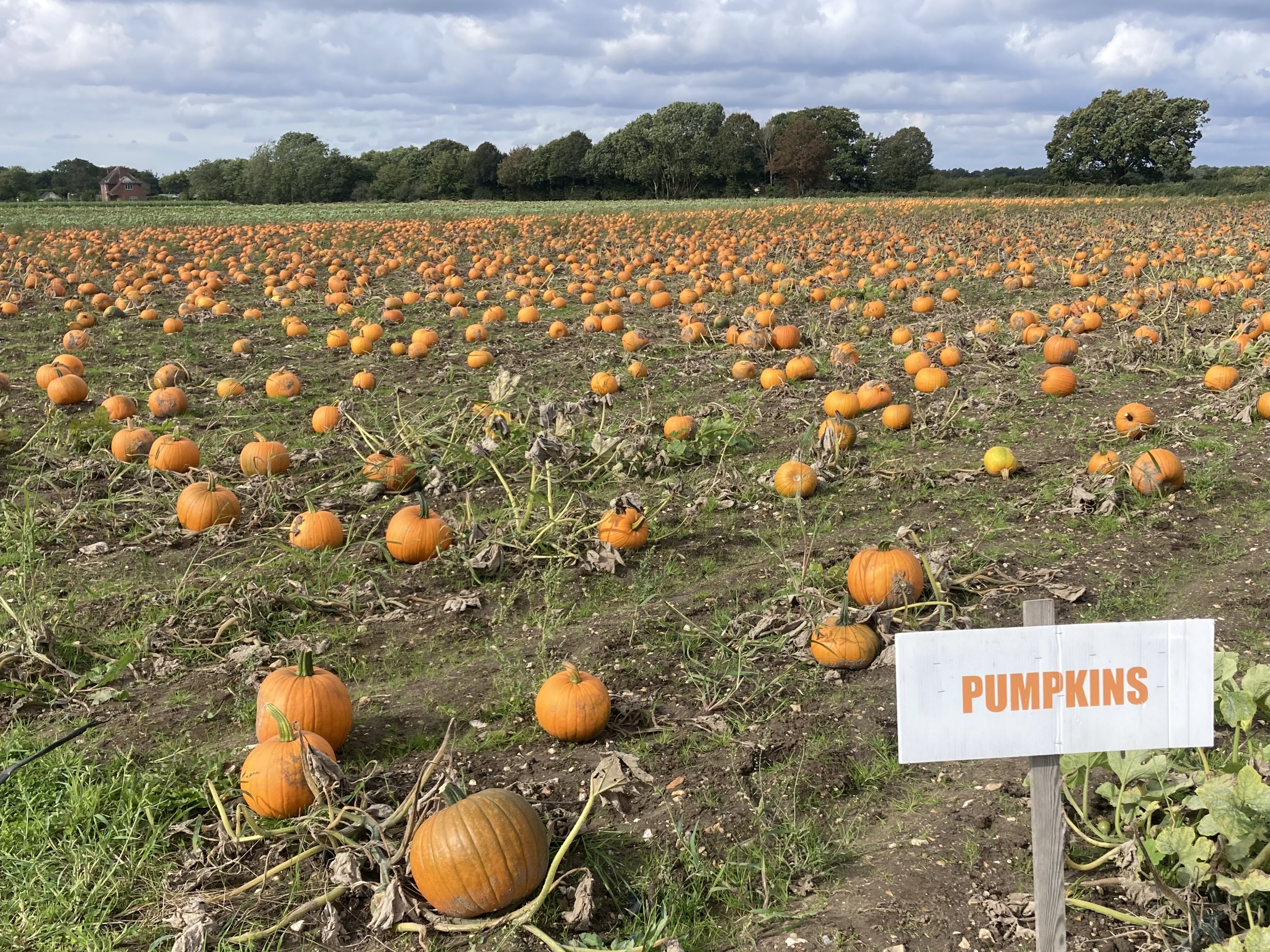 101 Things to do in Bournemouth – Sopley Farm – Jane's Midlife Journey