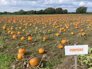 101 Things to do in Bournemouth – Sopley Farm – Jane's Midlife Journey