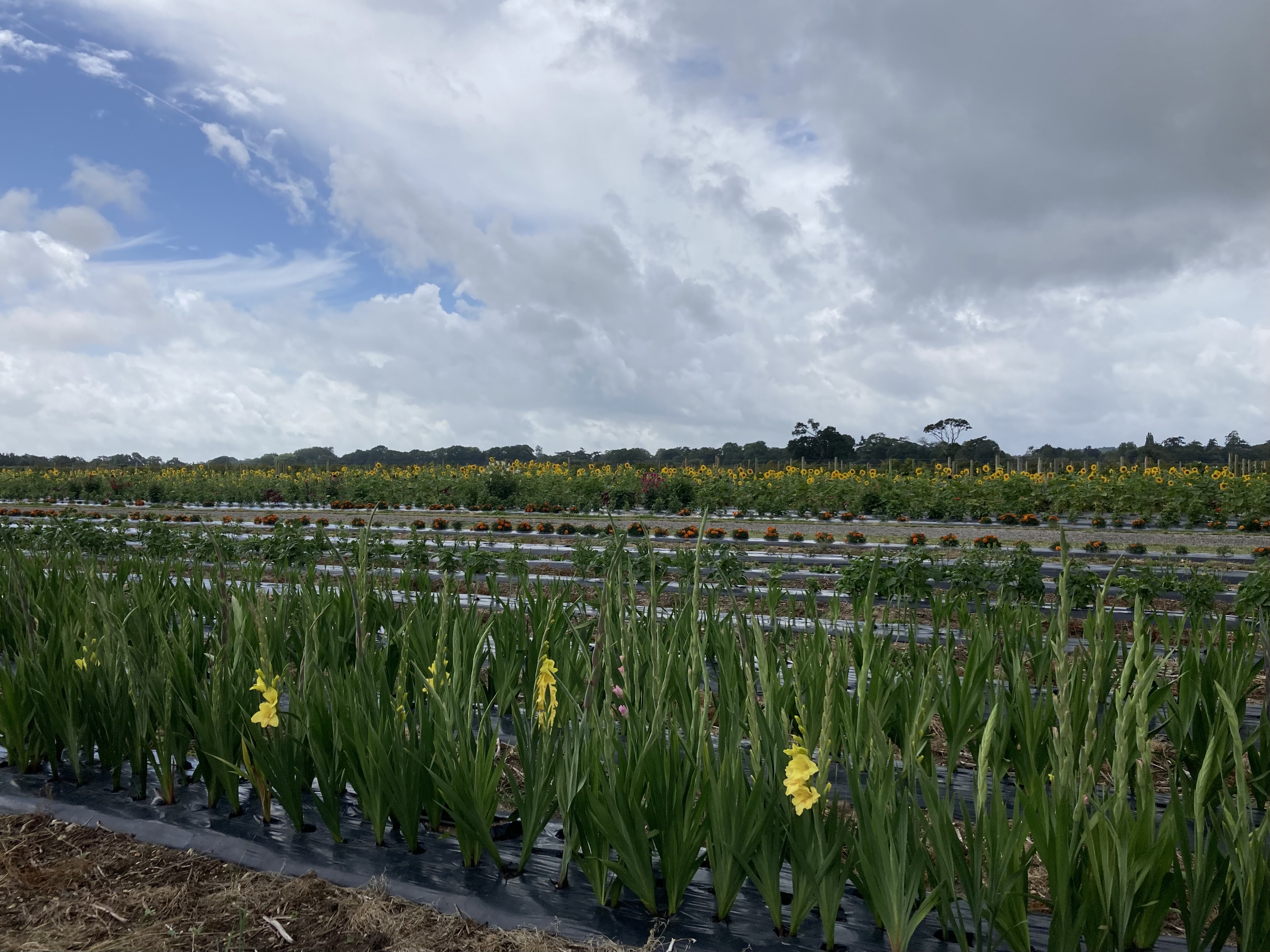 101 Things to do in Bournemouth – Sopley Farm – Jane's Midlife Journey
