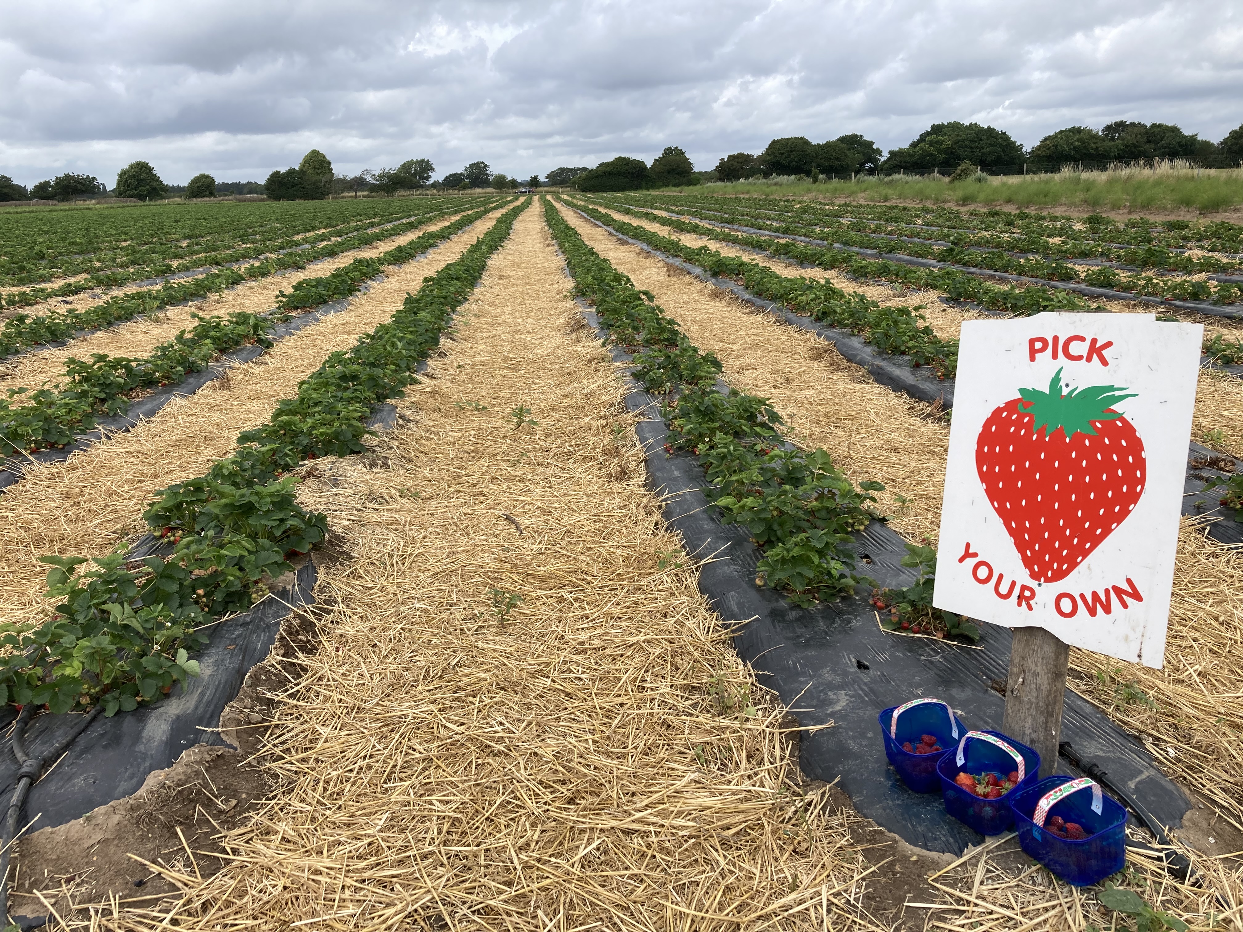 101 Things to do in Bournemouth – Sopley Farm – Jane's Midlife Journey