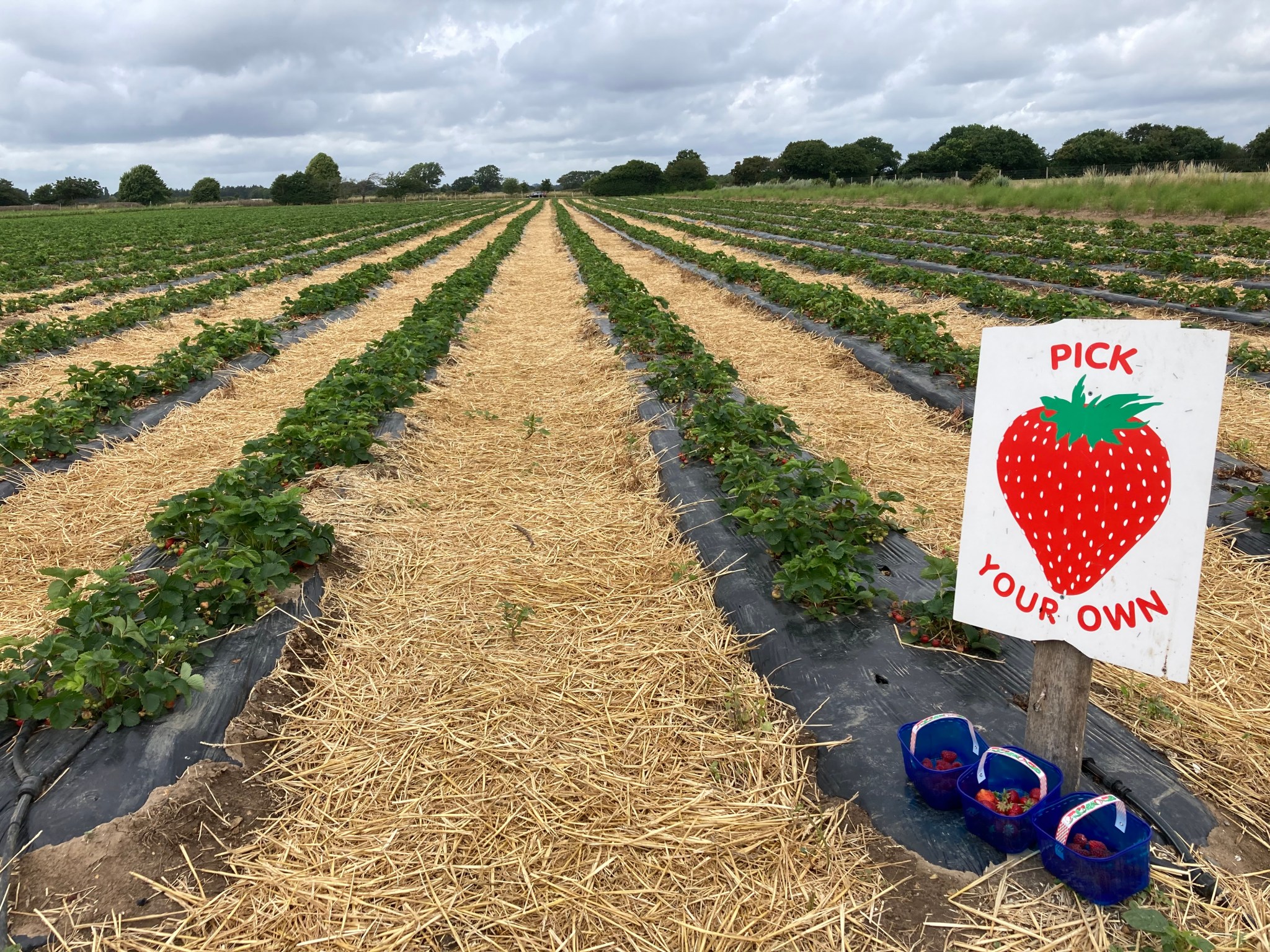 101 Things to do in Bournemouth – Sopley Farm – Jane's Midlife Journey