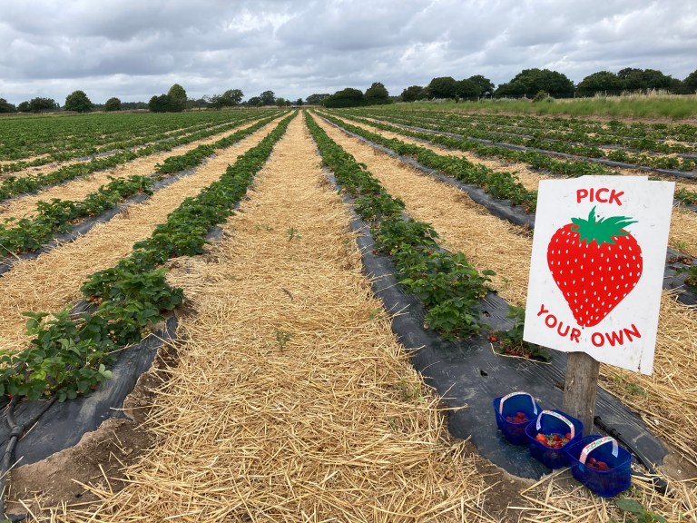 101 Things to do in Bournemouth – Sopley Farm – Jane's Midlife Journey