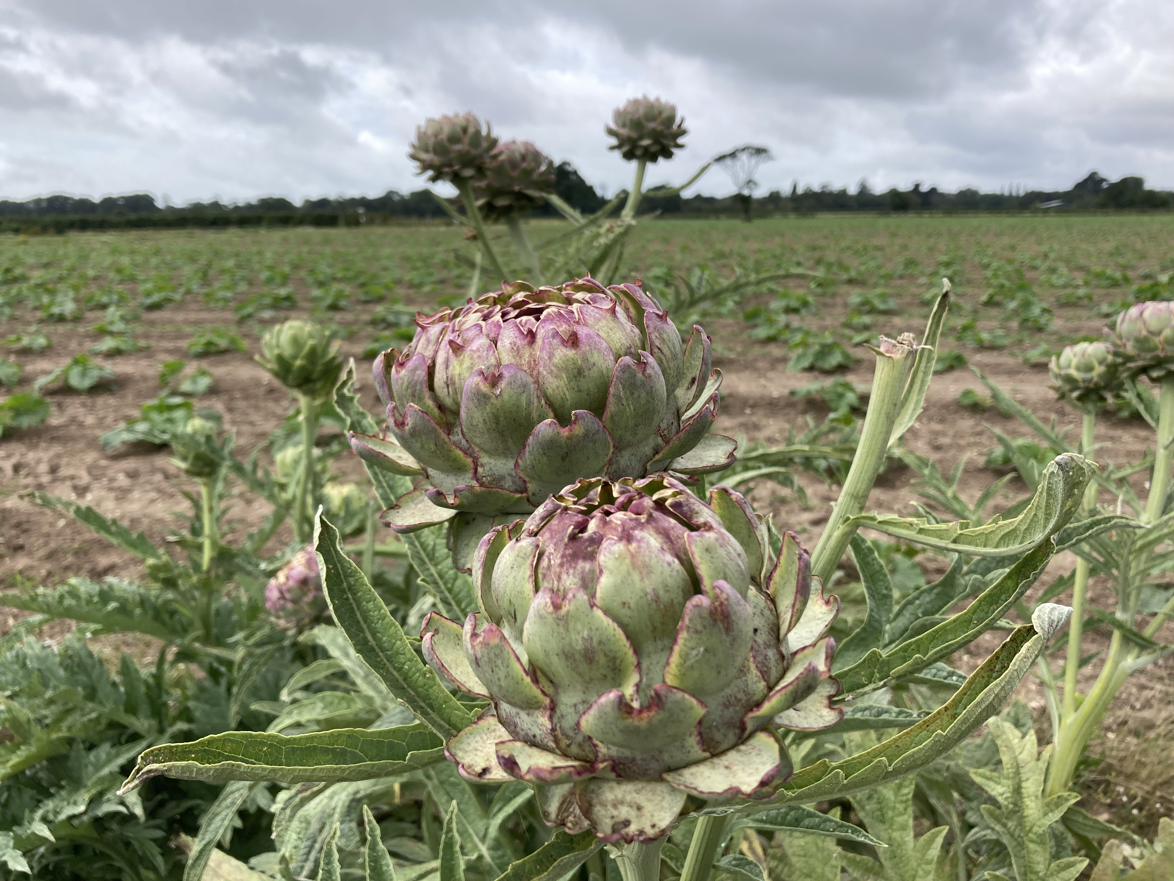 101 Things to do in Bournemouth – Sopley Farm – Jane's Midlife Journey