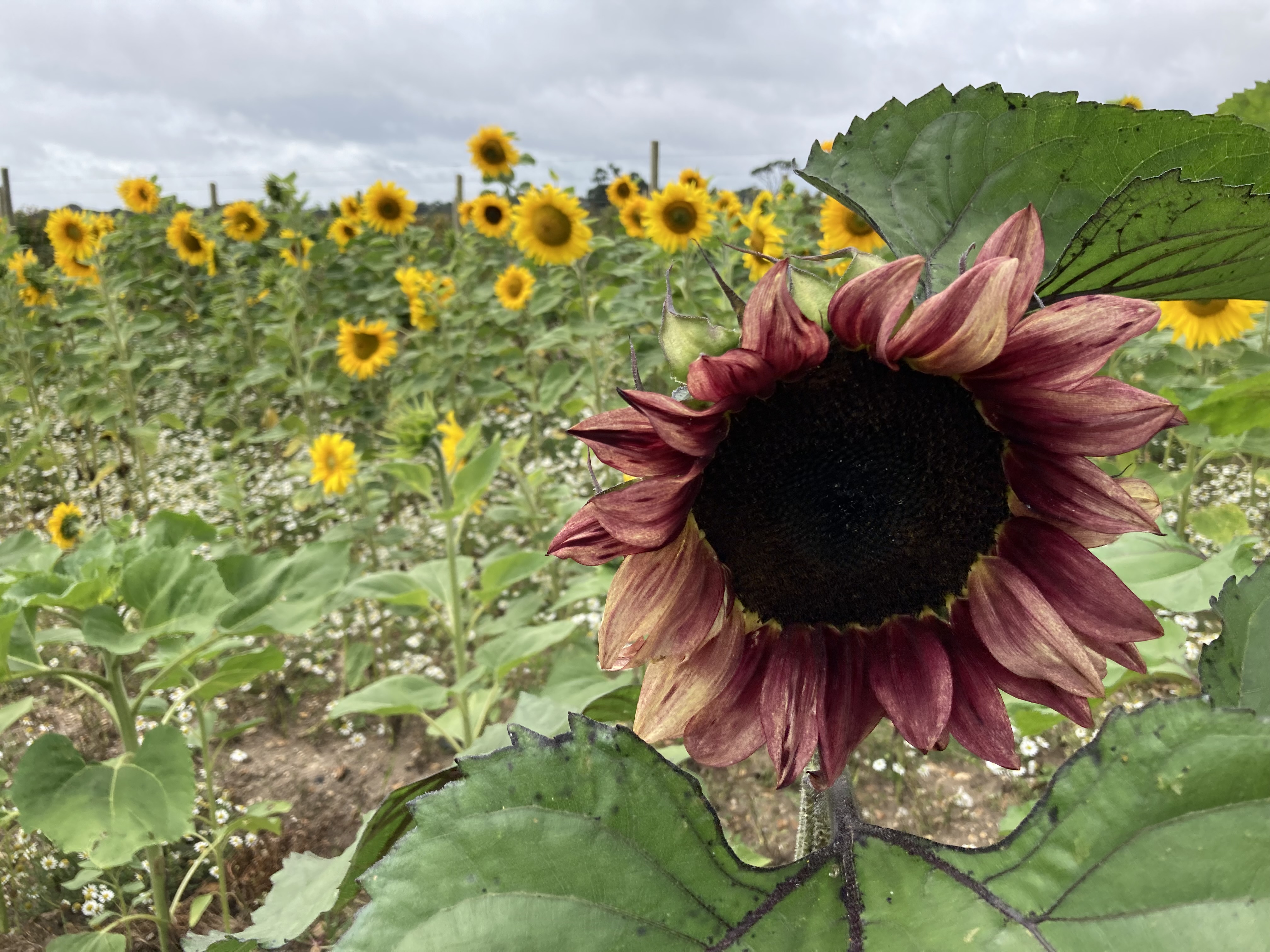 101 Things to do in Bournemouth – Sopley Farm – Jane's Midlife Journey