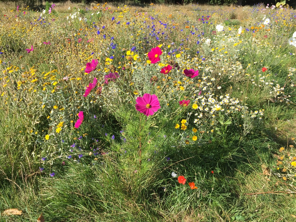 101 Things to do in Bournemouth with Babies and Toddlers – Littledown ...